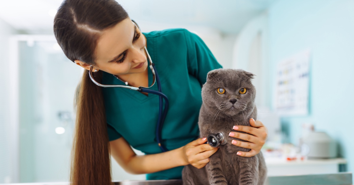 Things You Need To Know About Cat Surgery - PetlifeCA