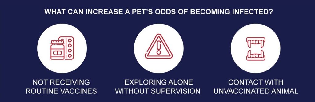 Rabies: Diagnosis, Prevention & The Value Of Vaccination - PetlifeCA