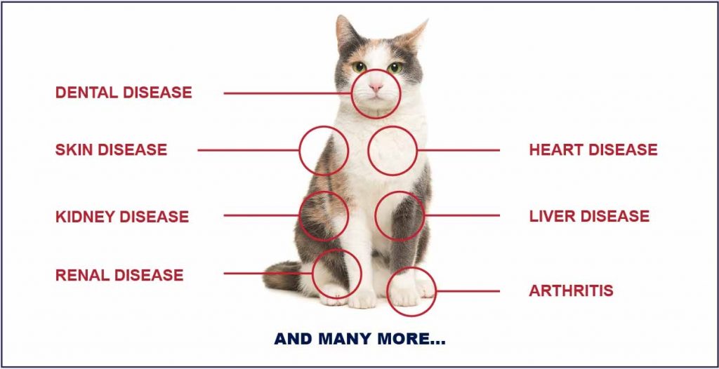 What To Do When Your Cat Is Overweight - PetlifeCA