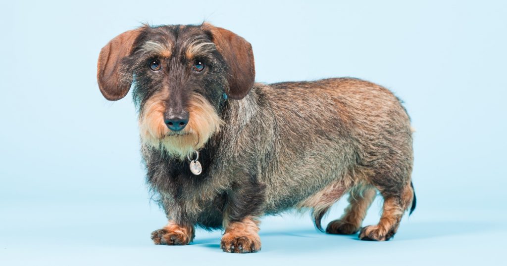 Caring For Your Toothless Dog - PetlifeCA