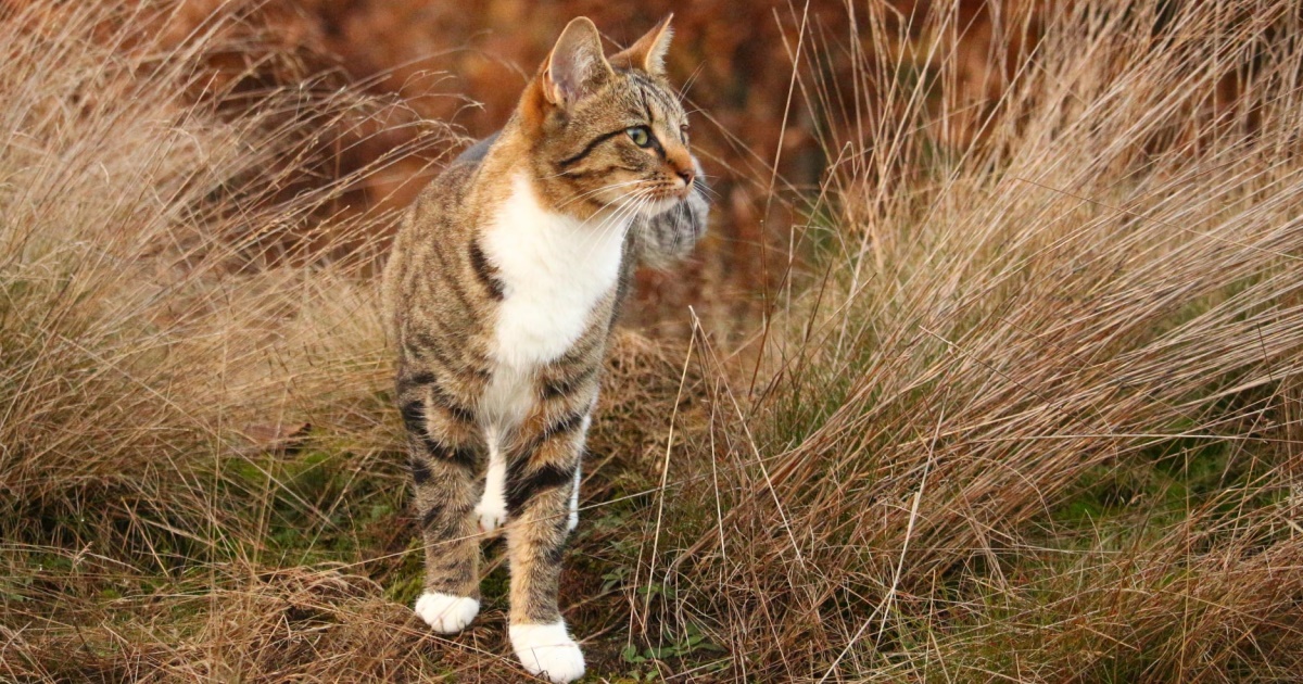 Fleas, Ticks and Ear Mites on Cats - PetlifeCA