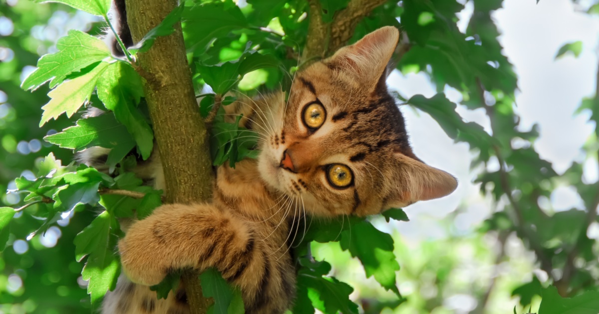 Most Popular Cats - PetlifeCA