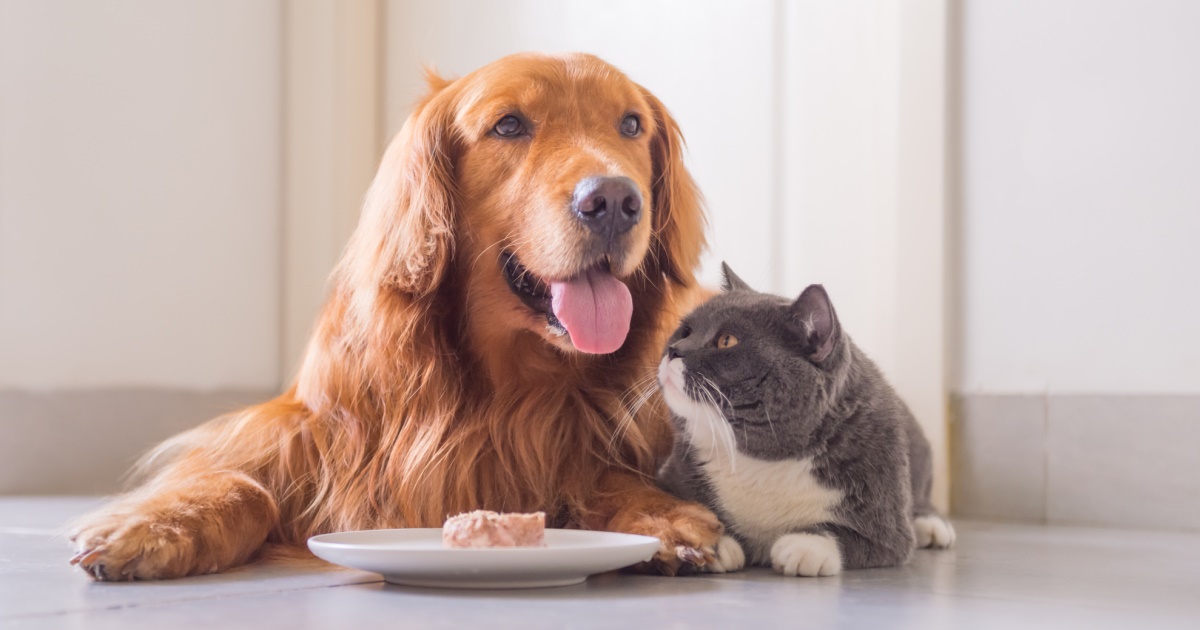 Healthy Pets, Happy Life: Pet Nutrition for a Lifetime of Wellness ...