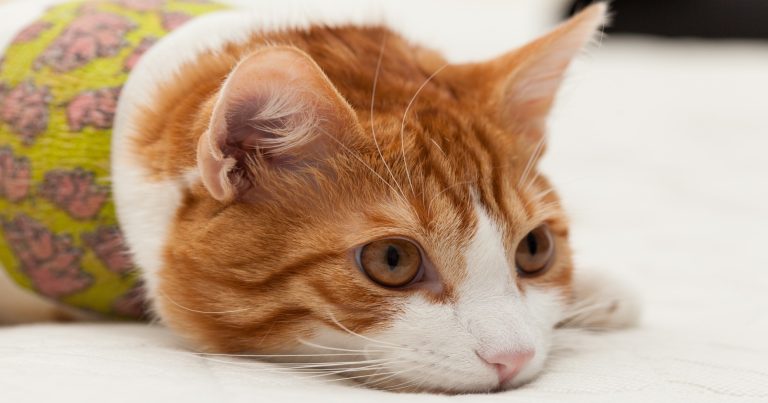 First Aid For Cats - PetlifeCA