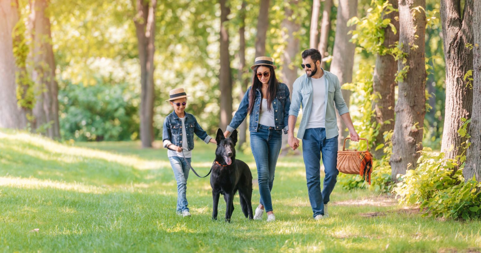 Why Walking Your Dog Is Important - PetlifeCA