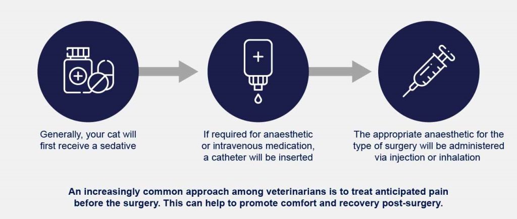 Things You Need To Know About Cat Surgery - PetlifeCA