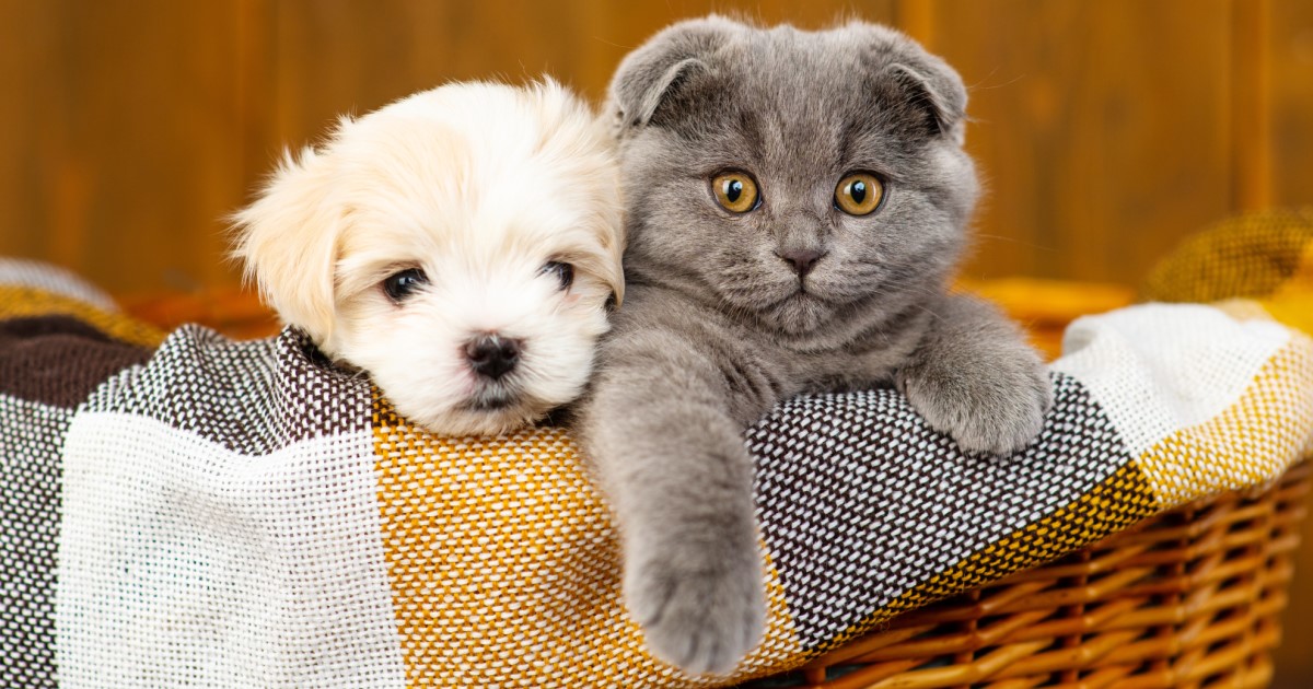 How To Introduce A Cat And Dog - PetlifeCA