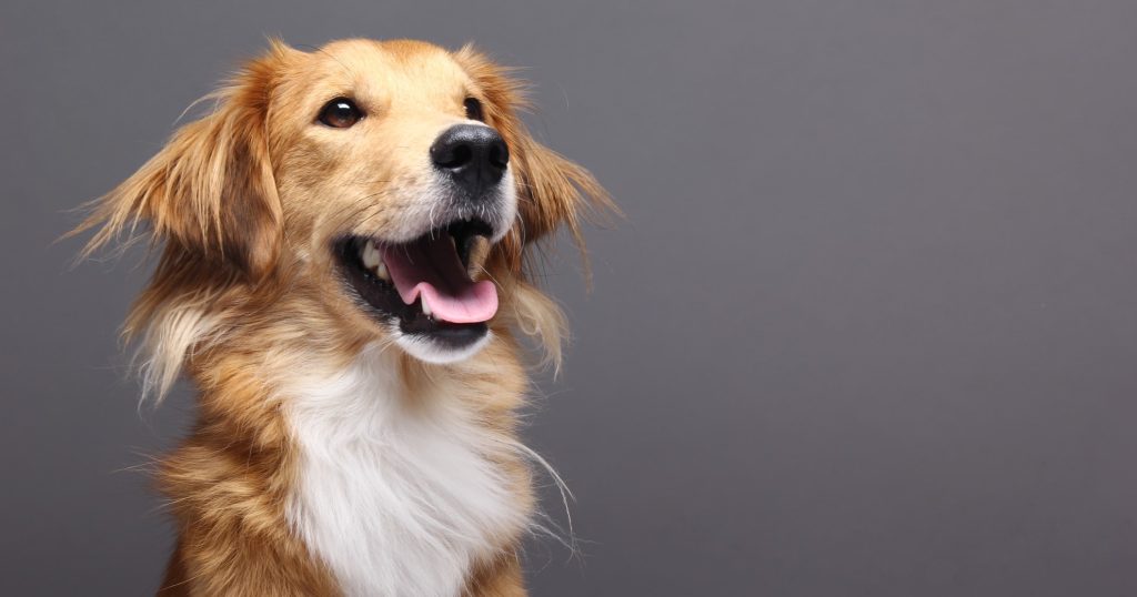 How To Keep Your Dog Stress-Free - PetlifeCA
