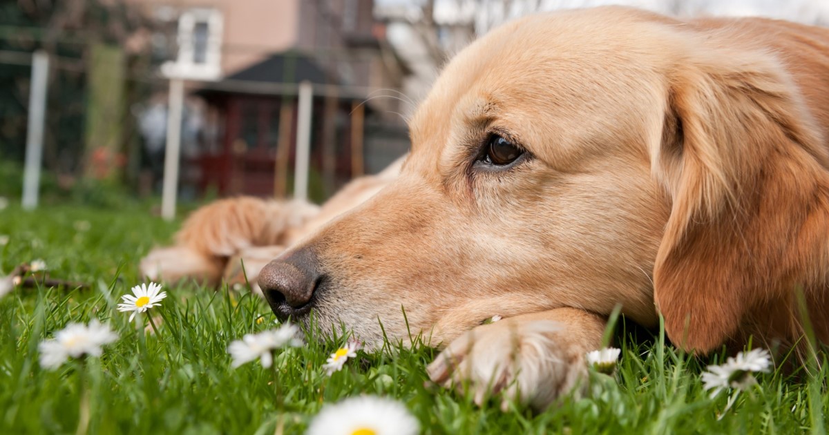 Surprising Facts About NSAIDs Pet Owners Should Know About - PetlifeCA
