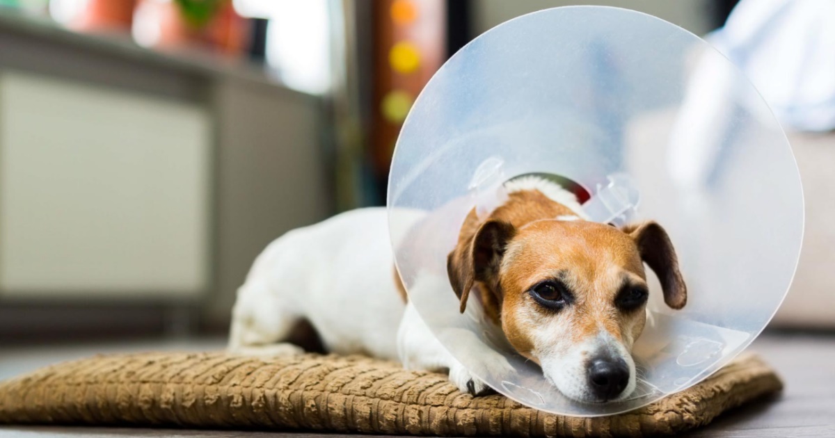 Abscesses In Dogs - PetlifeCA