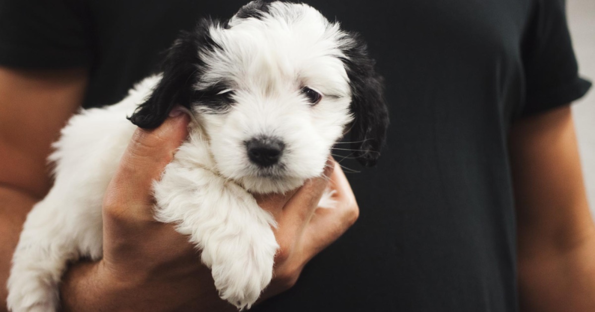 Acid Or Gastroesophageal Reflux (GERD) In Dogs - PetlifeCA