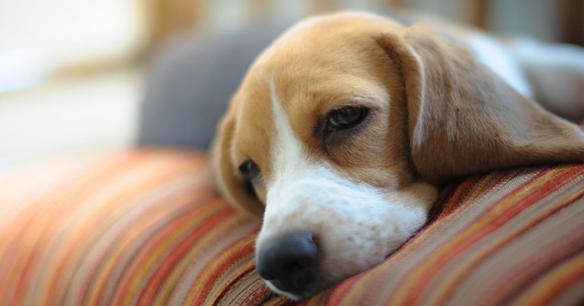 Anemia Due To Iron Deficiency In Dogs - PetlifeCA