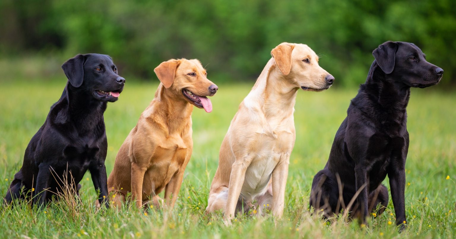 Meet the Labrador Retriever - PetlifeCA
