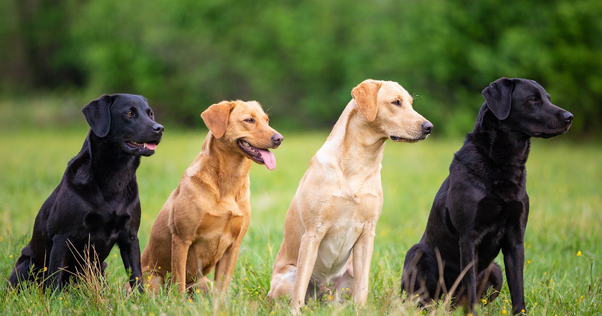 Meet the Labrador Retriever - PetlifeCA