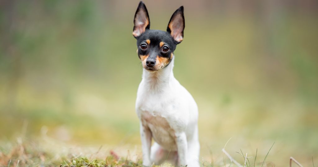 Toy Fox Terriers: Small Dogs With Big Personalities - PetlifeCA